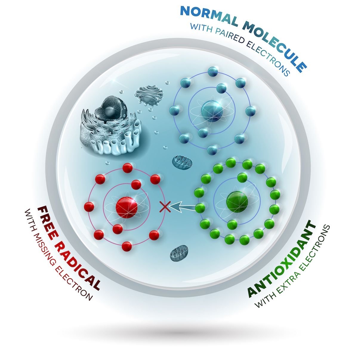 What is oxidative stress and why does it matter to metabolic health ...