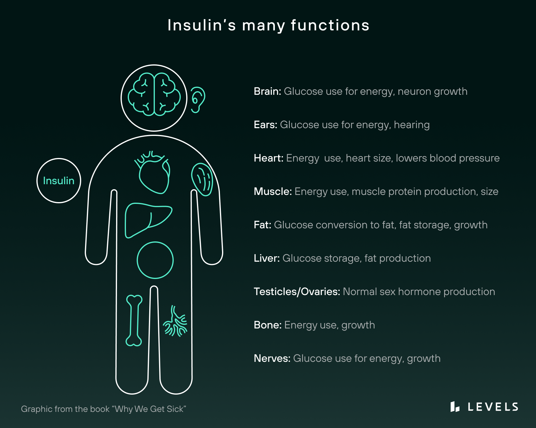 What are normal levels of insulin and why don’t we test it more? | Levels